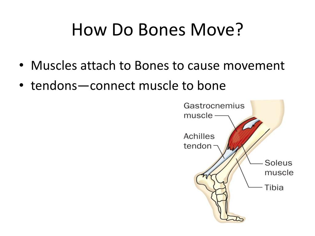 PPT Forensic Anthropology What We Learn From Bones PowerPoint 