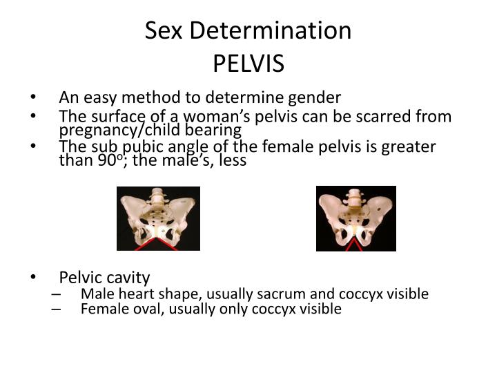Ppt Forensic Anthropology What We Learn From Bones Powerpoint