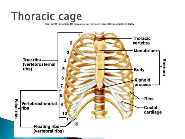 PPT - Skeletal organization PowerPoint Presentation - ID:2099018