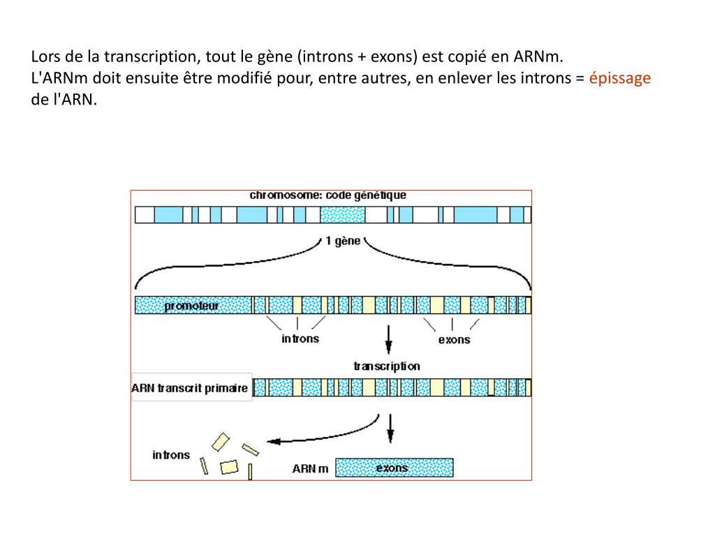 PPT - La Régulation génétique chez les Procaryotes PowerPoint ...