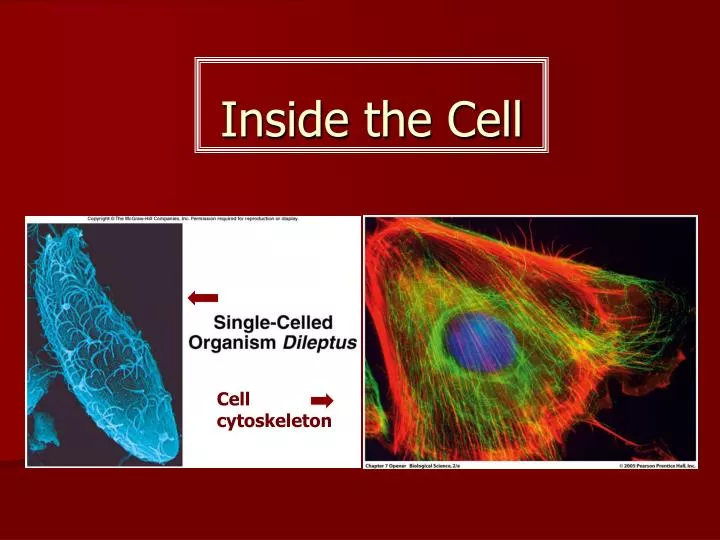 PPT - Inside the Cell PowerPoint Presentation, free download - ID:2100128