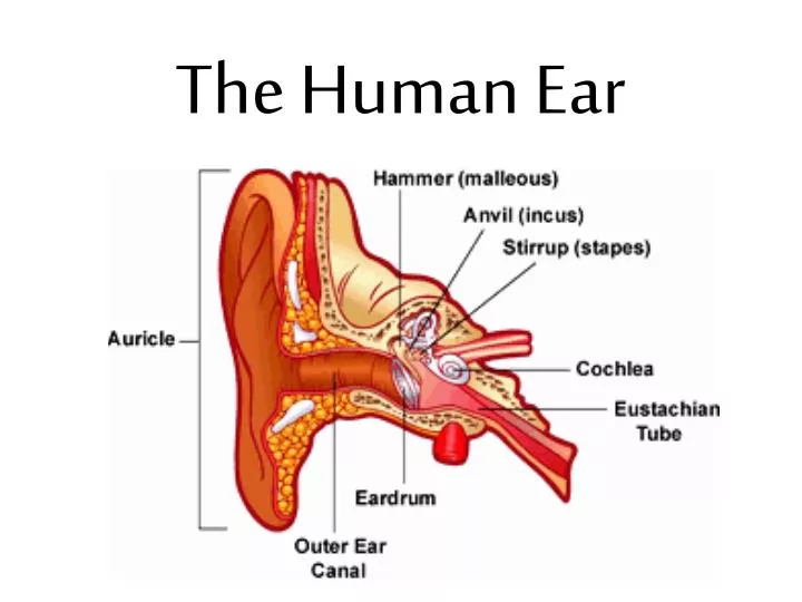 Inner Ear Anatomy Ppt