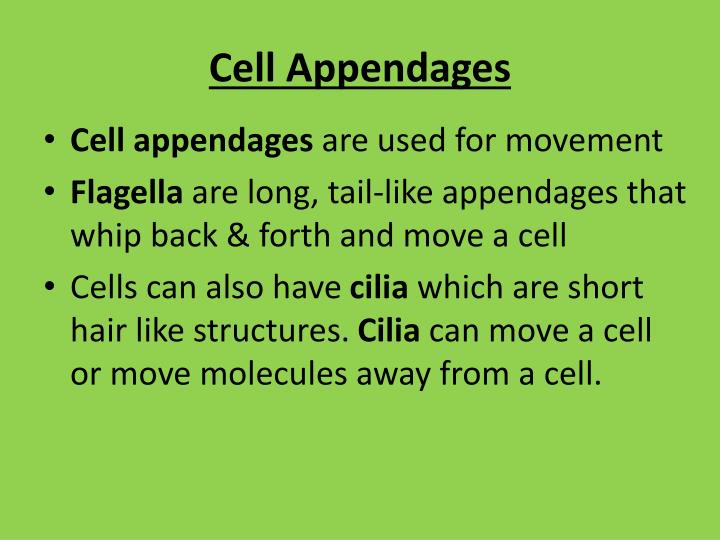 PPT - Cell Membrane PowerPoint Presentation - ID:2100559