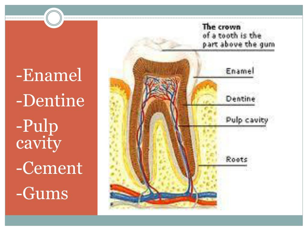PPT - Milk teeth & Permanent teeth PowerPoint Presentation, free ... PPT - Milk teeth & Permanent teeth PowerPoint Presentation, free ...
