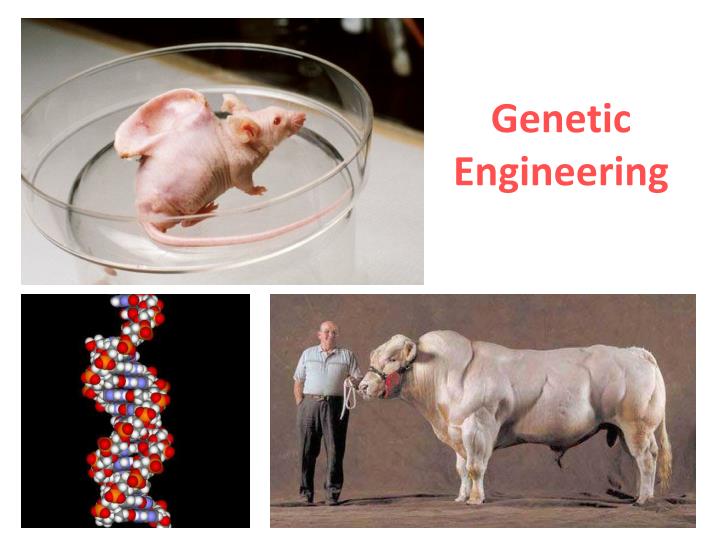 PPT - Why do these pigs glow in the dark? PowerPoint Presentation - ID ...