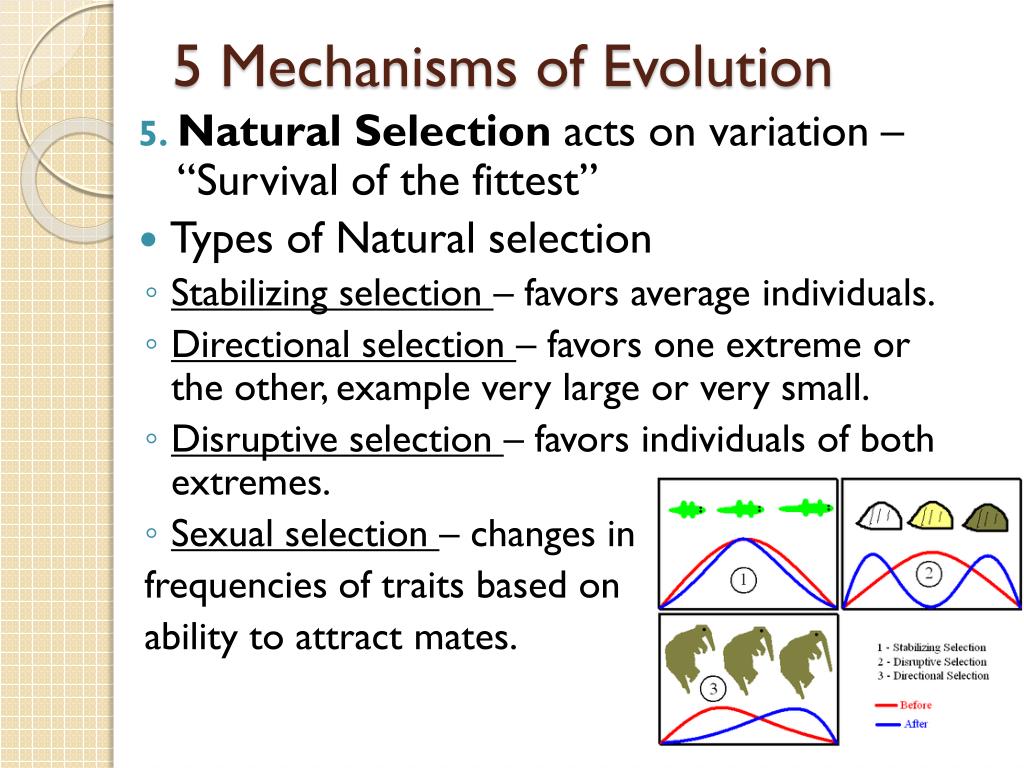Ppt Evolution Powerpoint Presentation Free Download Id 2100970