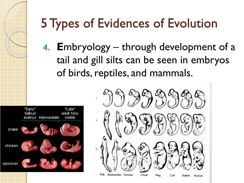 Ppt Evolution Powerpoint Presentation Free Download Id 2100970