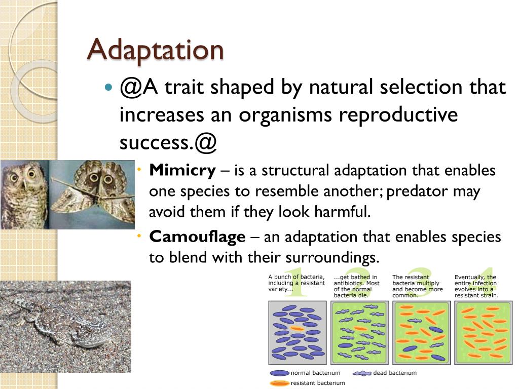 Ppt Evolution Powerpoint Presentation Free Download Id 2100970