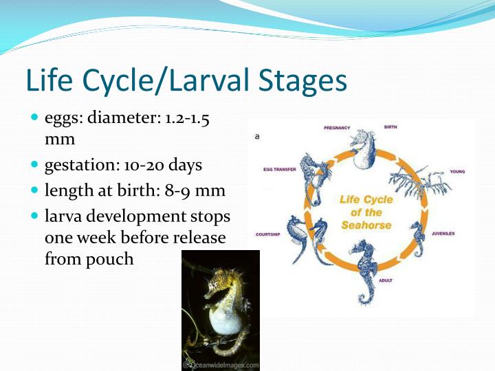 PPT - Aquaculture of Seahorses PowerPoint Presentation - ID:2101346