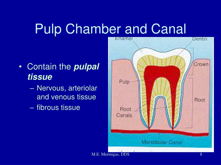 PPT - Dental Anatomy PowerPoint Presentation - ID:2101496