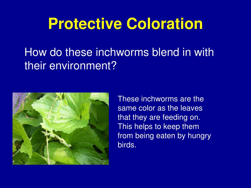 PPT - Good Wednesday Morning! Today is August 21, 2013. PowerPoint ...