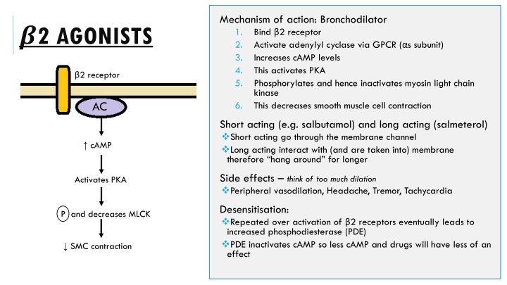 PPT - Respiratory Pharmacology PowerPoint Presentation - ID:2101778