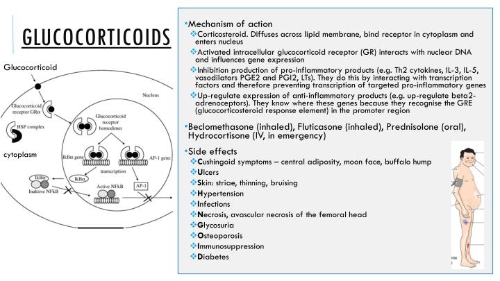 PPT - Respiratory Pharmacology PowerPoint Presentation - ID:2101778