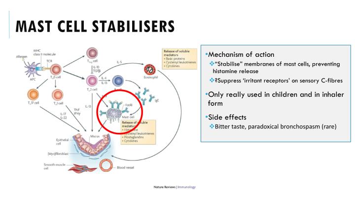 PPT - Respiratory Pharmacology PowerPoint Presentation - ID:2101778
