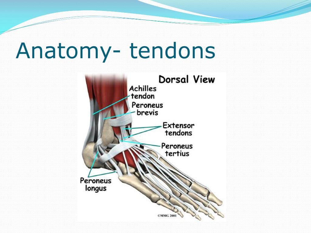 PPT - Derbyshire Sports Injuries Clinic presents PowerPoint ...
