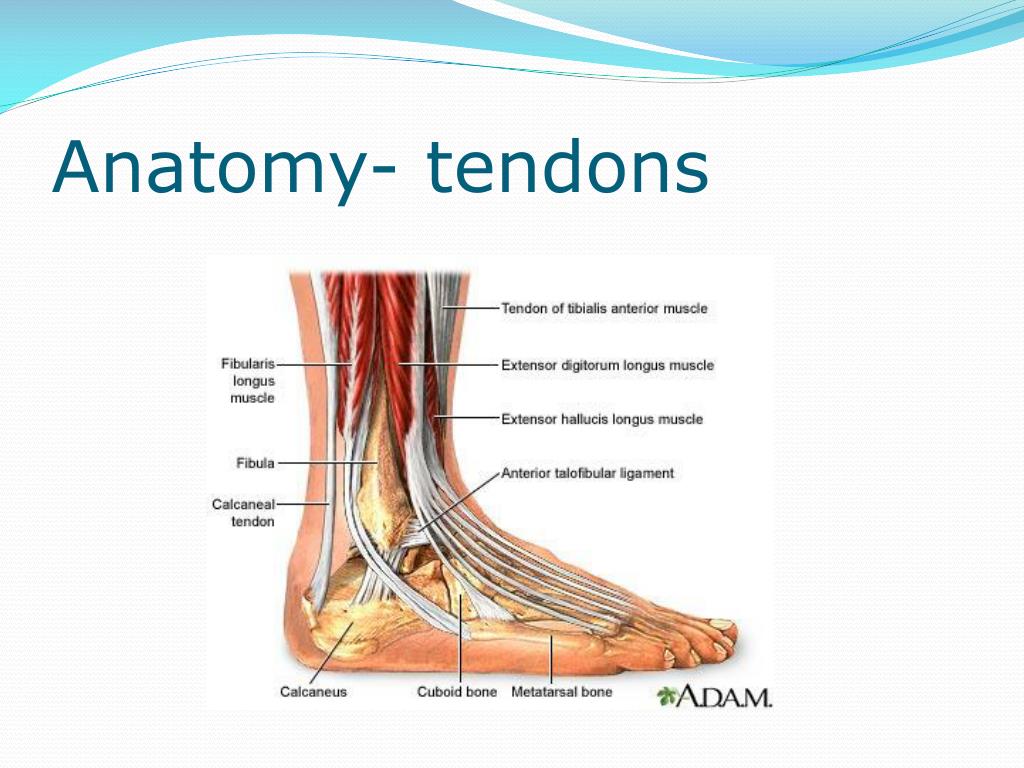 PPT - Derbyshire Sports Injuries Clinic presents PowerPoint ...