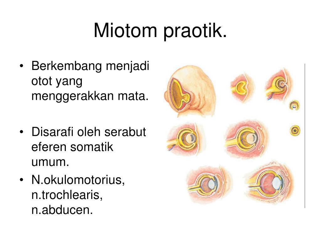PPT - Perkembangan masa janin susunan otot dan tulang. PowerPoint ...