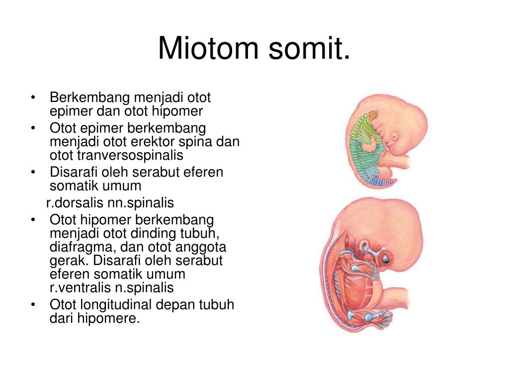 PPT - Perkembangan masa janin susunan otot dan tulang. PowerPoint ...