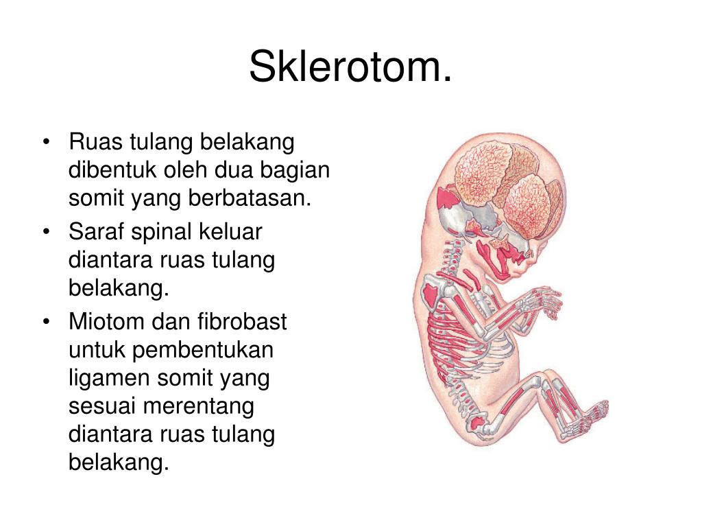 PPT - Perkembangan masa janin susunan otot dan tulang. PowerPoint ...