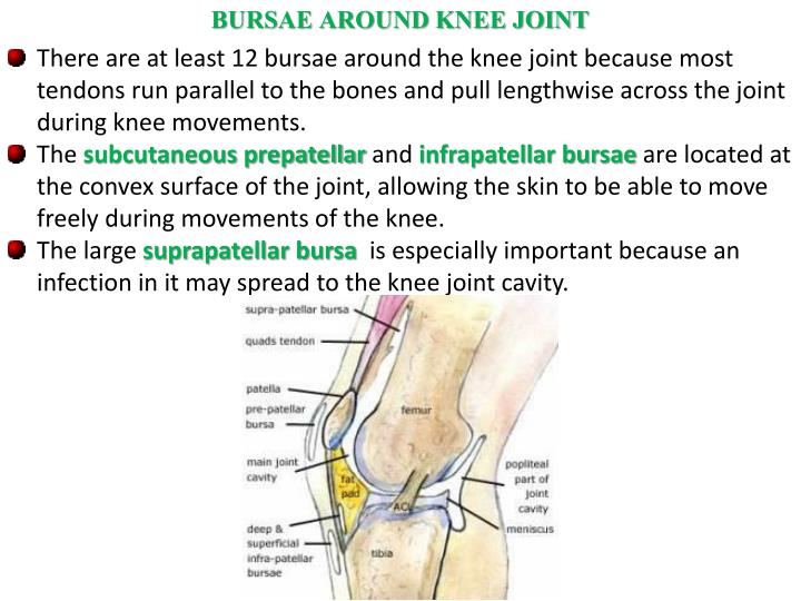 PPT - Joints of the Lower Limb PowerPoint Presentation - ID:2103546