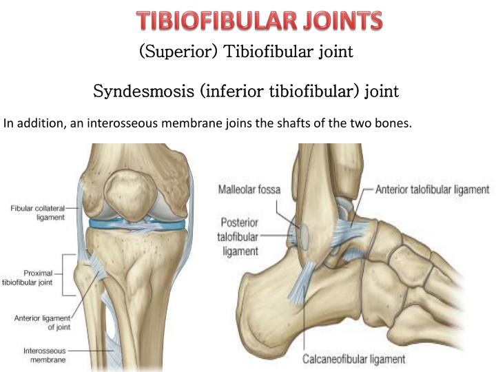 PPT - Joints of the Lower Limb PowerPoint Presentation - ID:2103546