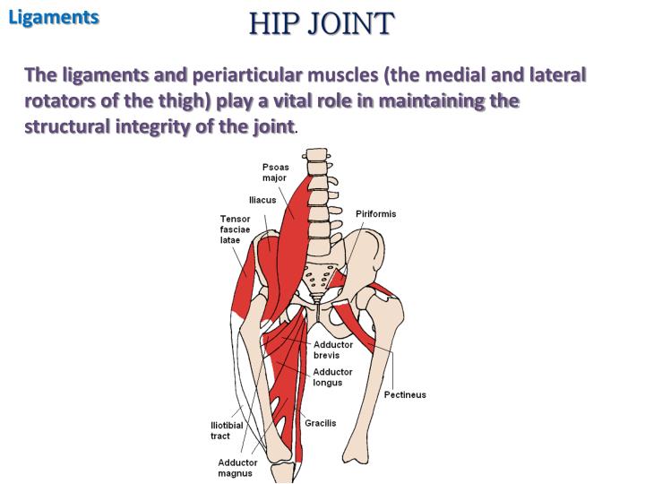 PPT - Joints of the Lower Limb PowerPoint Presentation - ID:2103546