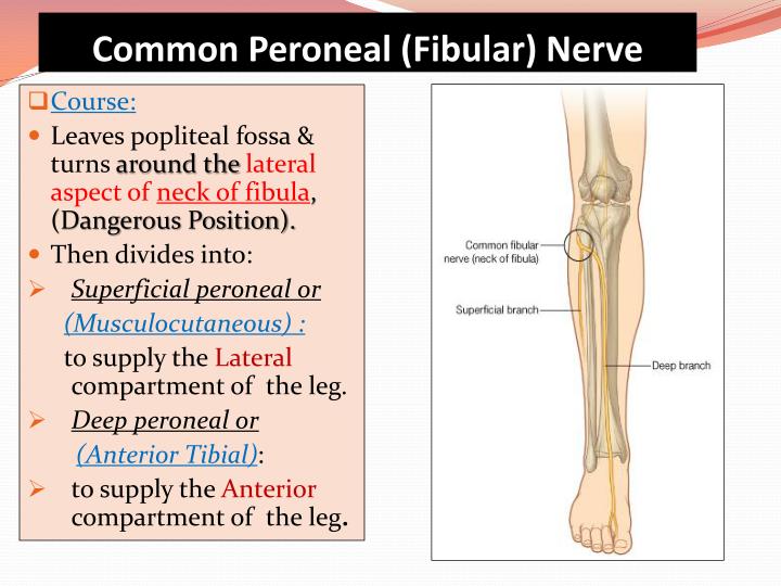 PPT - * SCIATIC NERVE PowerPoint Presentation - ID:2103698