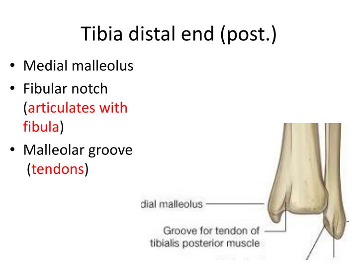 PPT - Leg and Ankle PowerPoint Presentation - ID:2103761