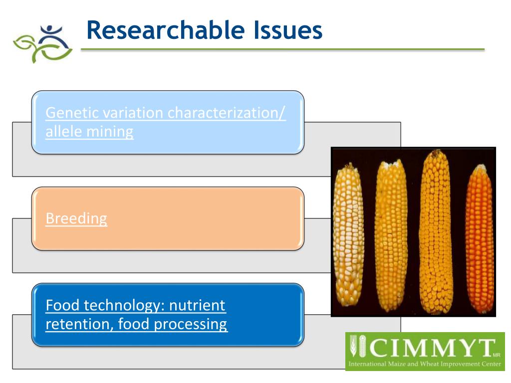 PPT - Biofortified MAIZE for Latinoamerica PowerPoint Presentation ...
