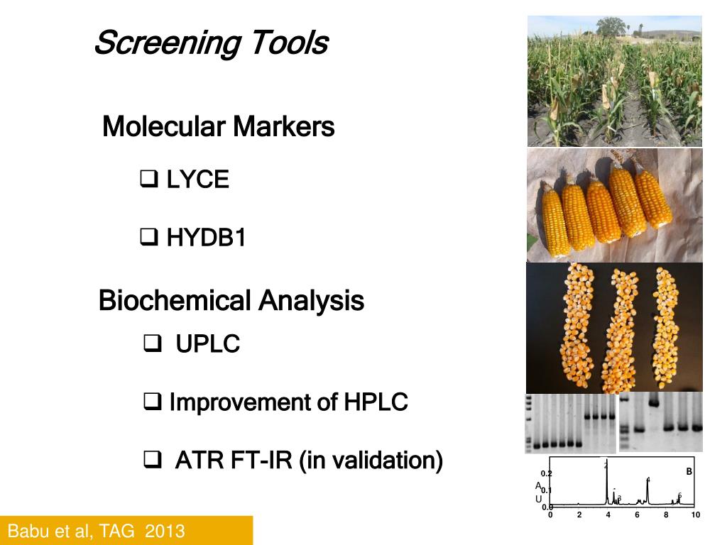PPT - Biofortified MAIZE for Latinoamerica PowerPoint Presentation ...