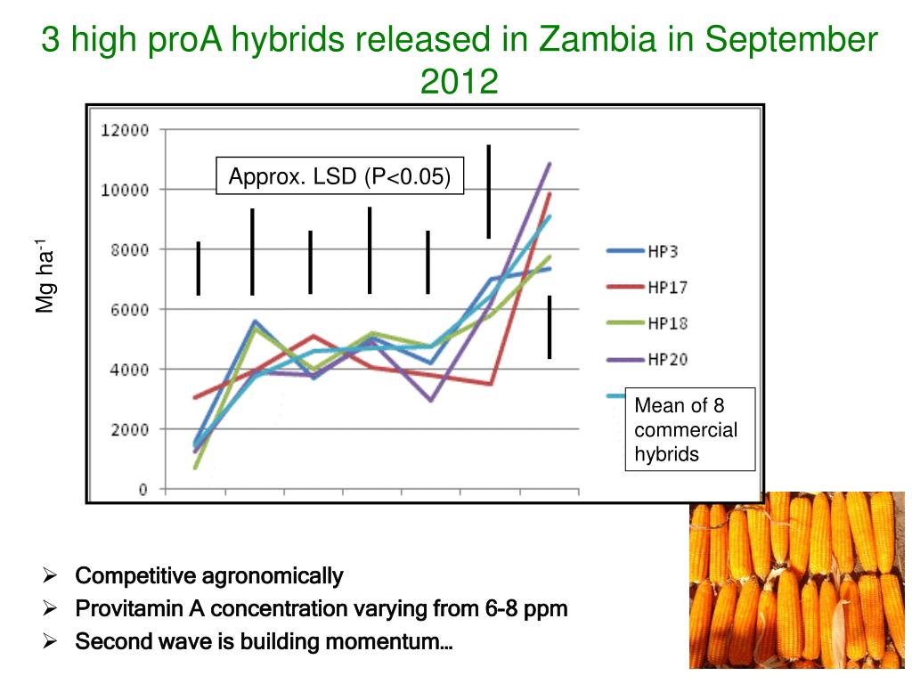 PPT - Biofortified MAIZE for Latinoamerica PowerPoint Presentation ...