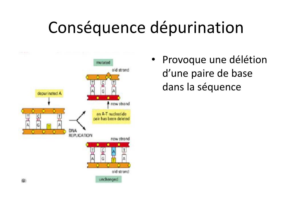 PPT - Stabilité et variabilité de l’information génétique PowerPoint ...