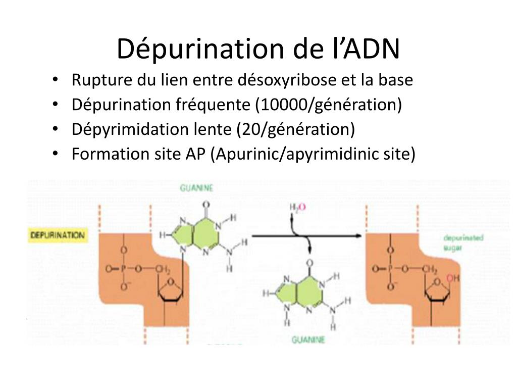 PPT - Stabilité et variabilité de l’information génétique PowerPoint ...