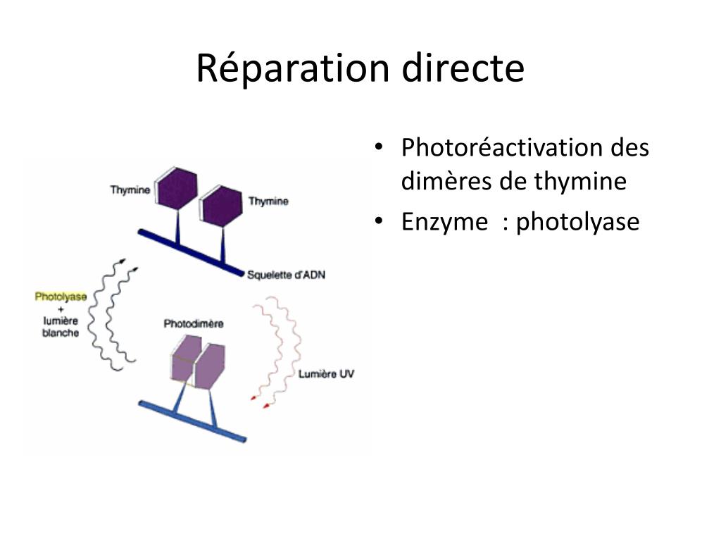 PPT - Stabilité et variabilité de l’information génétique PowerPoint Presentation - ID:2104636