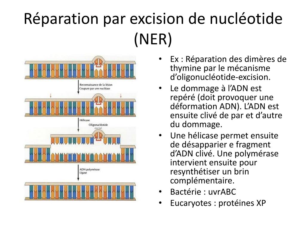 PPT - Stabilité et variabilité de l’information génétique PowerPoint ...