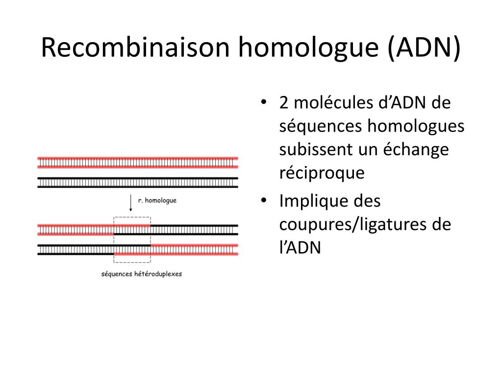 PPT - Stabilité et variabilité de l’information génétique PowerPoint ...