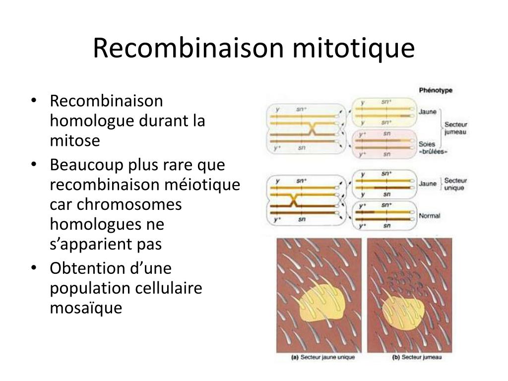 PPT - Stabilité et variabilité de l’information génétique PowerPoint ...