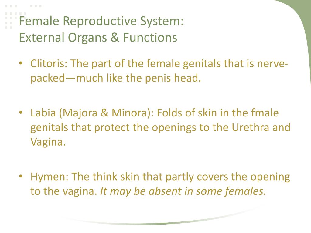 PPT - Human Reproduction: Reproductive Anatomy PowerPoint Presentation ...