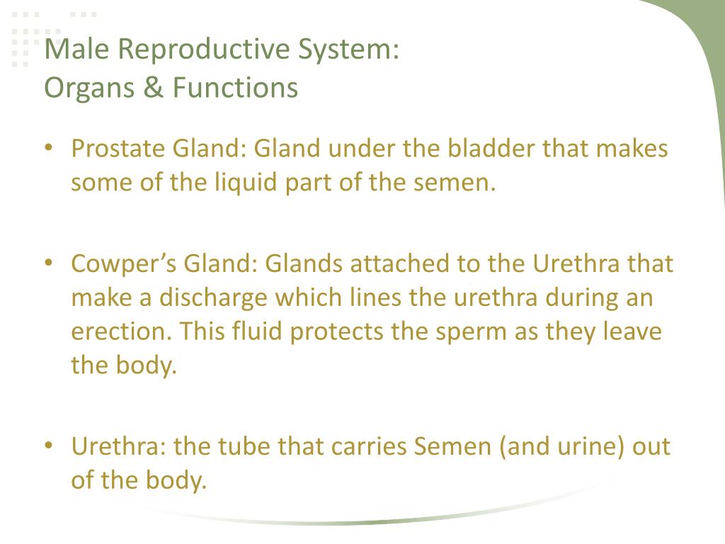 PPT - Human Reproduction: Reproductive Anatomy PowerPoint Presentation ...