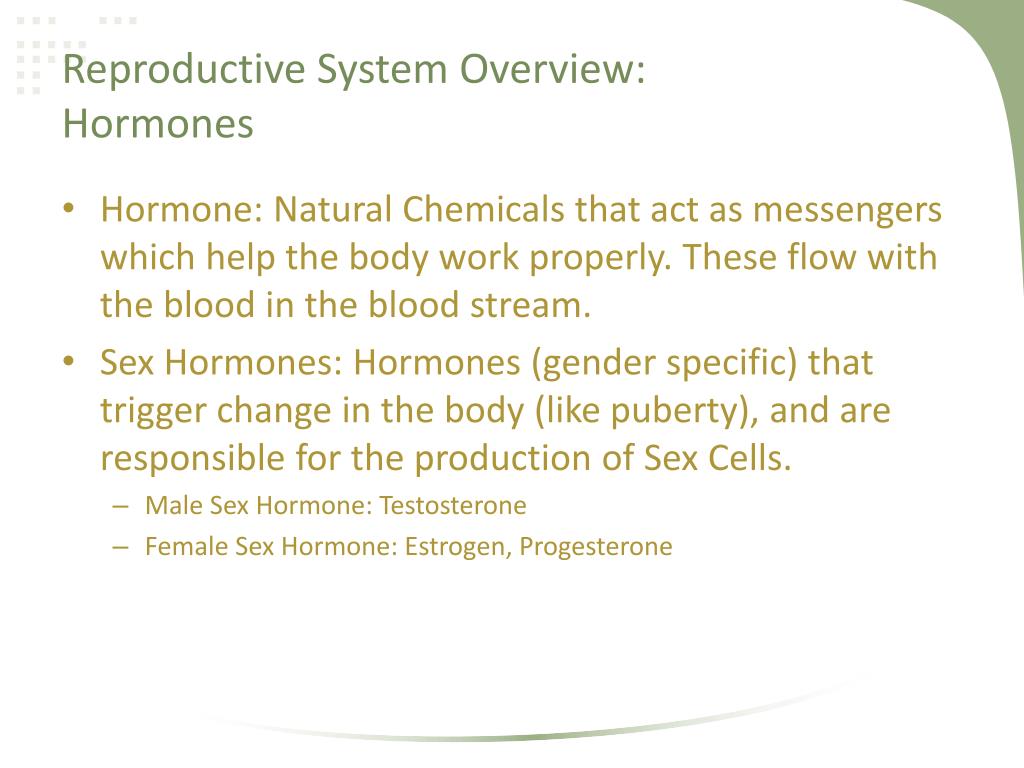 PPT - Human Reproduction: Reproductive Anatomy PowerPoint Presentation ...