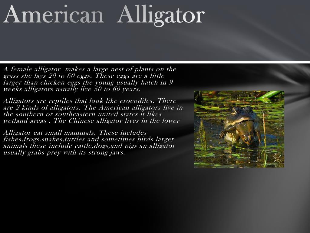 PPT - Fascinating Wildlife: Northern Vested Anteater, Three Banded ...