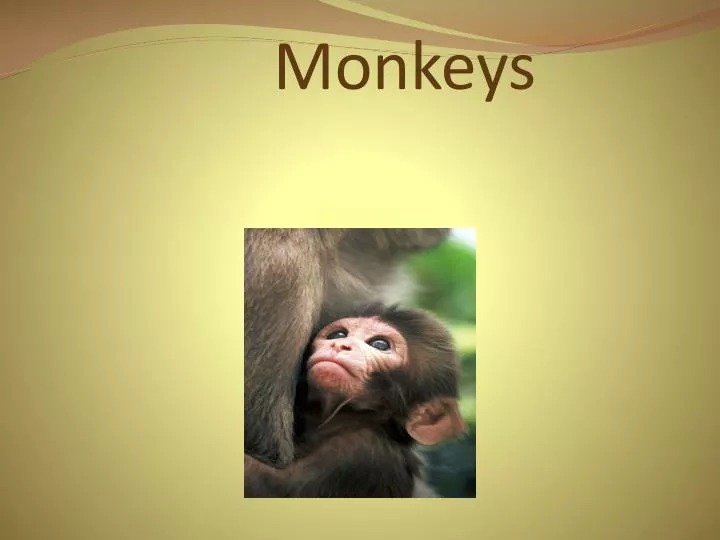 PPT - Monkeys PowerPoint Presentation, free download - ID:2105195
