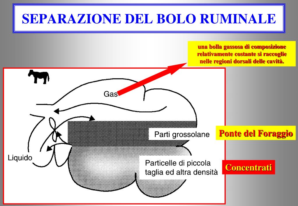 PPT - Tratto gastrico dei ruminanti PowerPoint Presentation, free ...