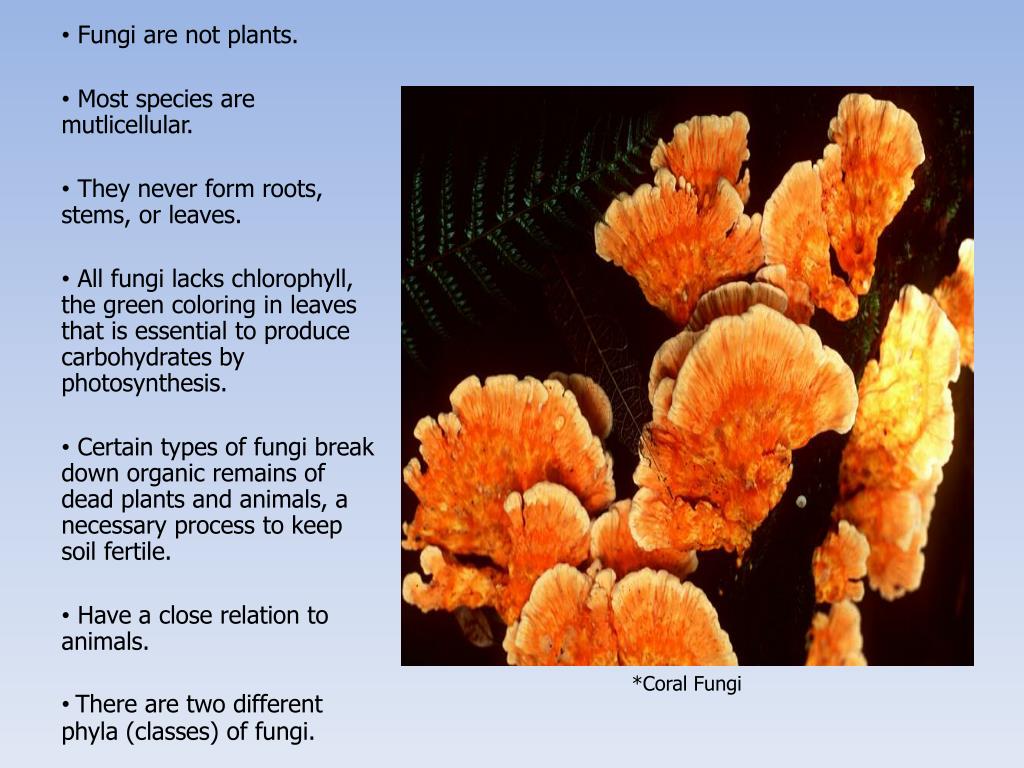 PPT - By: Jim Debiec Brittany Aviles Amanda Lorah PowerPoint ...