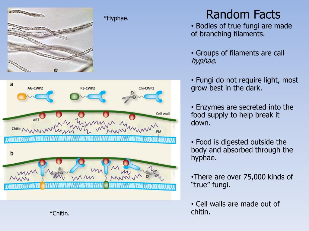 PPT - By: Jim Debiec Brittany Aviles Amanda Lorah PowerPoint ...