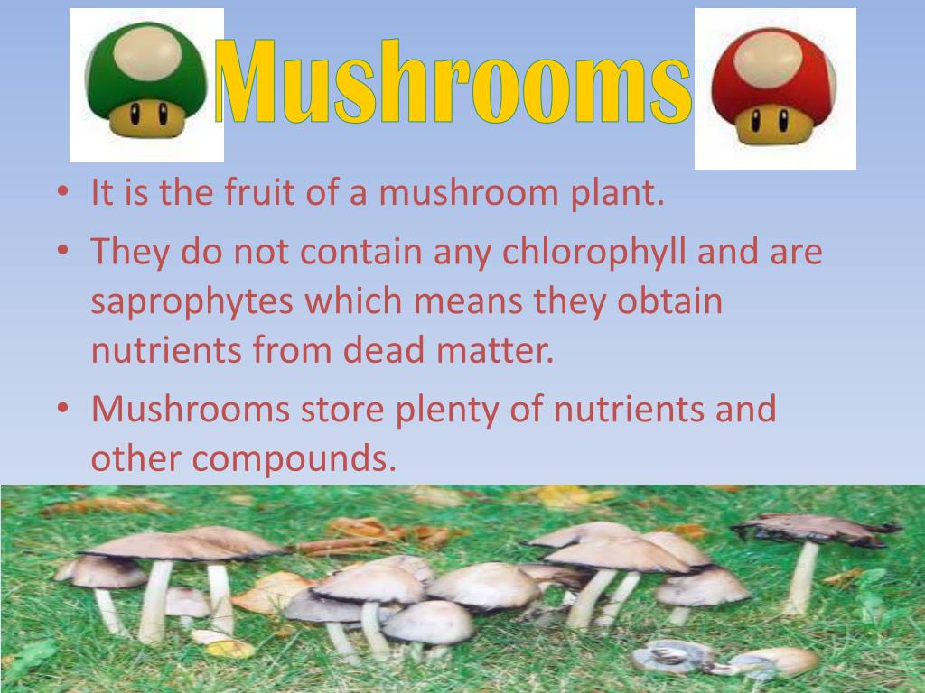 PPT - By: Jim Debiec Brittany Aviles Amanda Lorah PowerPoint ...