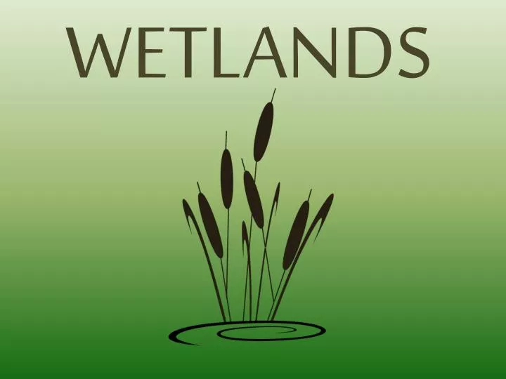 PPT - WETLANDS PowerPoint Presentation, free download - ID:2105711