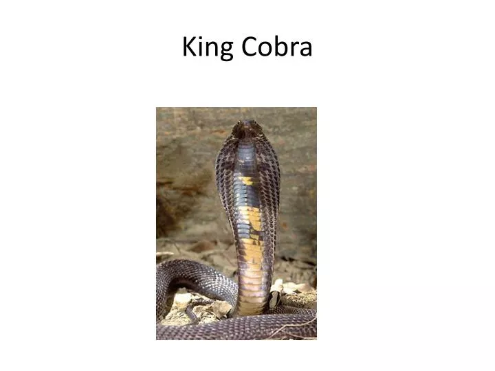 PPT - King Cobra PowerPoint Presentation, free download - ID:2105789