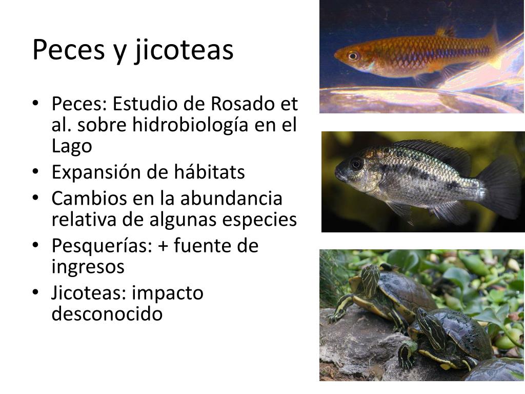 PPT - Efectos del crecimiento del Lago Enriquillo sobre la ...
