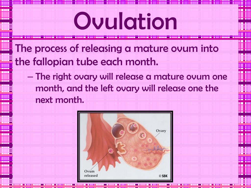 PPT - Female Reproductive System PowerPoint Presentation, free download ...
